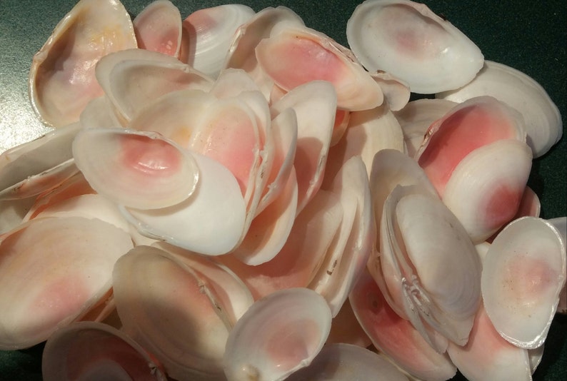Rose Cups Tellin Apple Blossoms Shells 5 to 100 Pcs Small Medium Oval ...