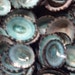 25 to 500 Limpet Shells Seashells Aqua Blue Teal Green Limpet Small ...