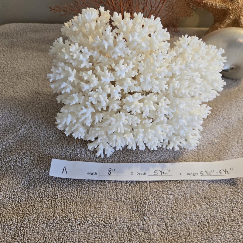Large White Coral - Etsy