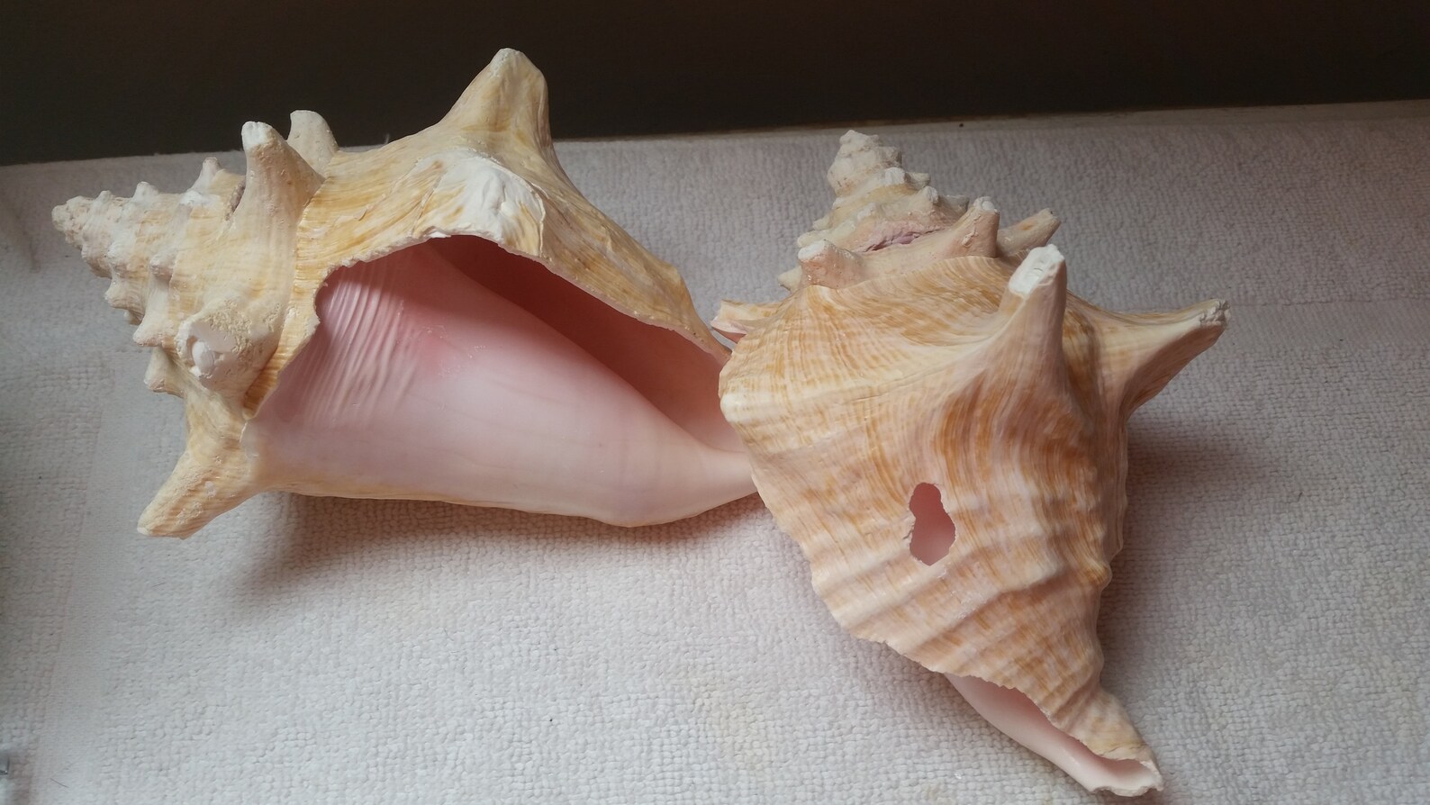 Large Conch Shell Sale 6 1/4 to 10 2nd Quality Pink | Etsy