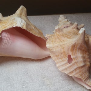 Large Conch Shell Sale 6 1/4 to 10 2nd Quality Pink | Etsy
