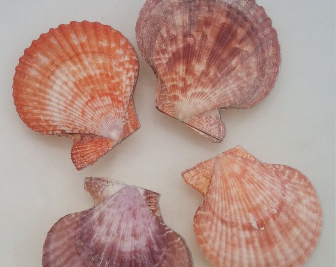 1 to 5 Pairs Pecten Nobilis Scallop Seashell Pairs Noble Scallop Shell ...
