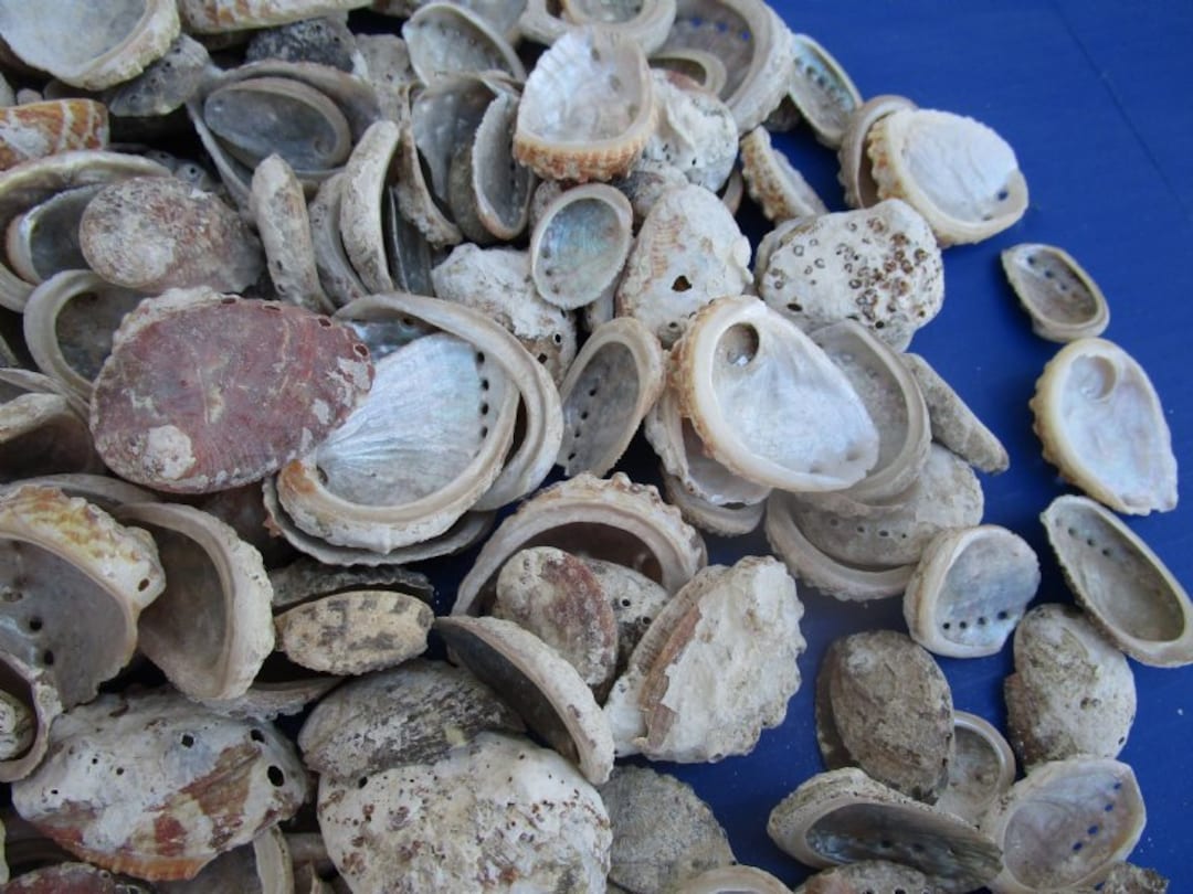 1 to 50 Pieces Donkey Ear Abalone Shells Second Quality Pearl Seashell ...