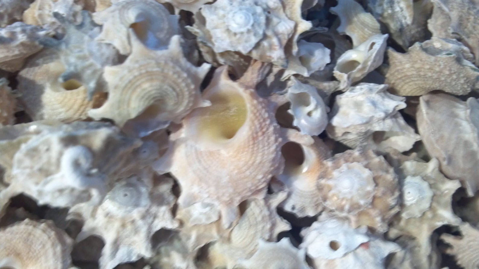 1 to 100 Astrea Calcar Turban Spurred Shells Natural Cream - Etsy