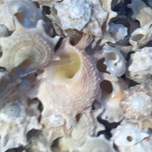1 to 100 Astrea Calcar Turban Spurred Shells Natural Cream Silver Pearl ...