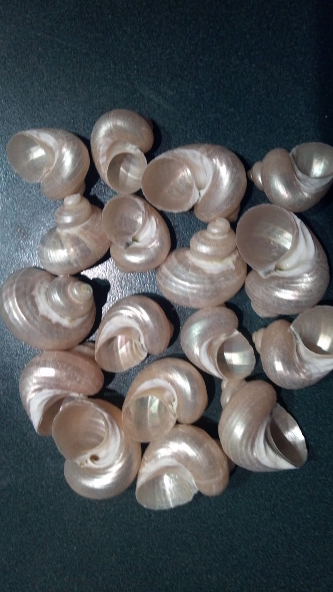 1 to 200 Pearl Gold Turbo Shells snail Iridescent Pearl Turbo | Etsy