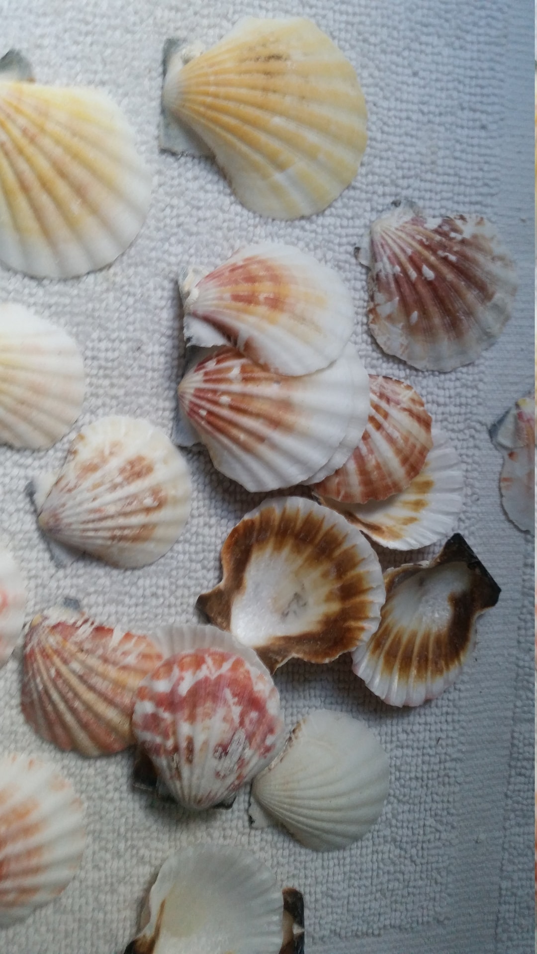 Pecten Pectin Vexillum Pastel Scallop Shell 2nd Quality 5-100 Pcs Sea ...