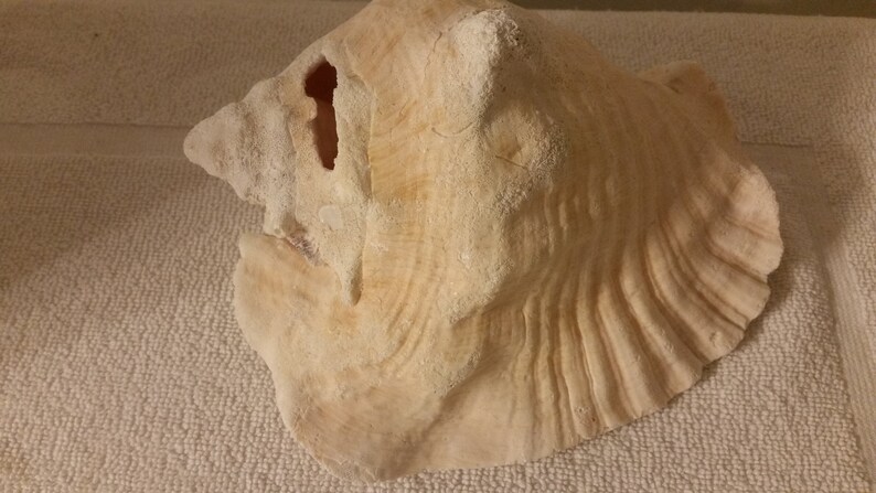 Large Conch Shell Sale 6 1/4 to 10 2nd Quality Pink | Etsy