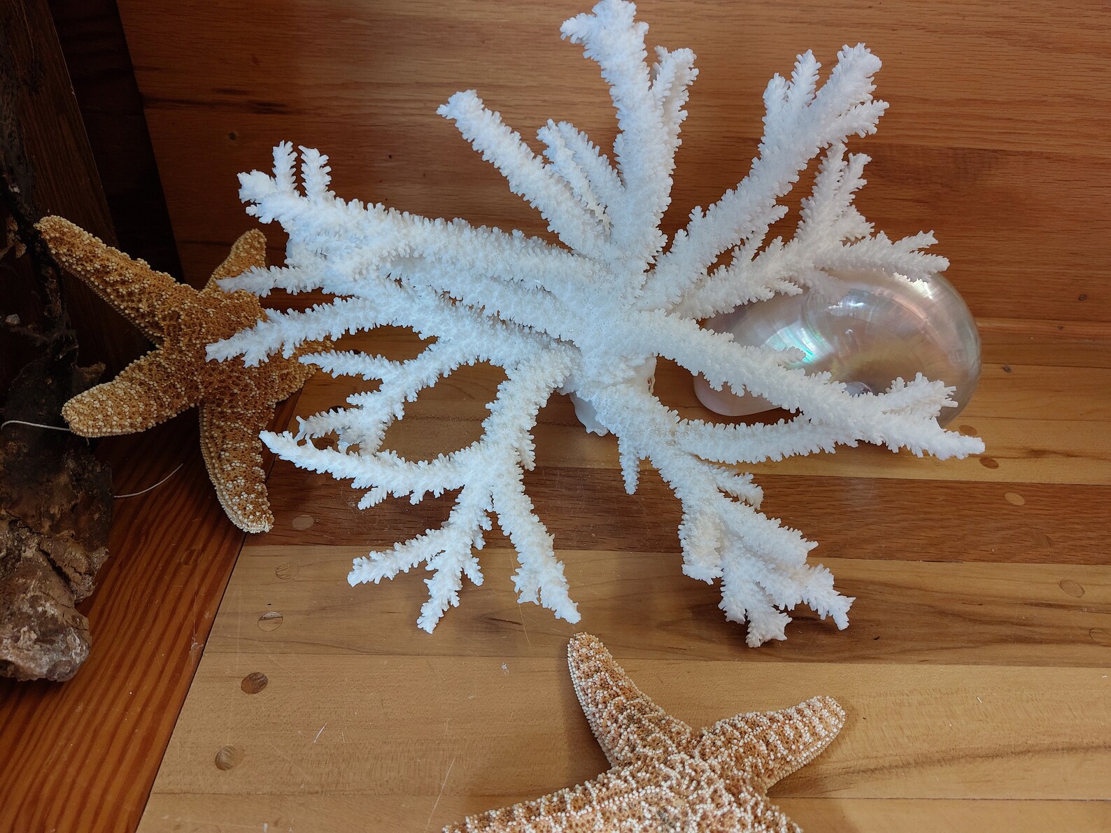 Real Coral White Finger Horn Coral Reef Natural 9 to 14 1/2 " Inch Sea ...