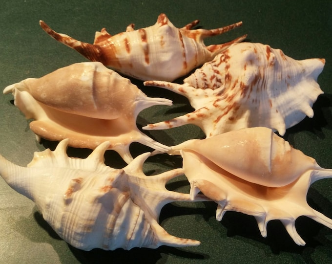 1 to 6 Pieces Spiny Conch Murex Seashells Shells 3 to 4 1/4 Inch 8 to ...