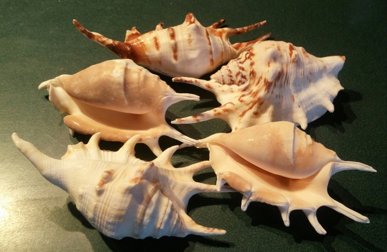 1 to 6 Pieces Spiny Conch Murex Seashells Shells 5 to 6 1/4" (12 to ...