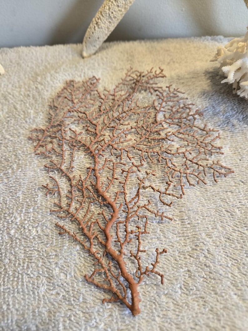 Real Sea Fan Coral Decor: Red, Orange (sizes 4-14" 5-33cm) Natural ...