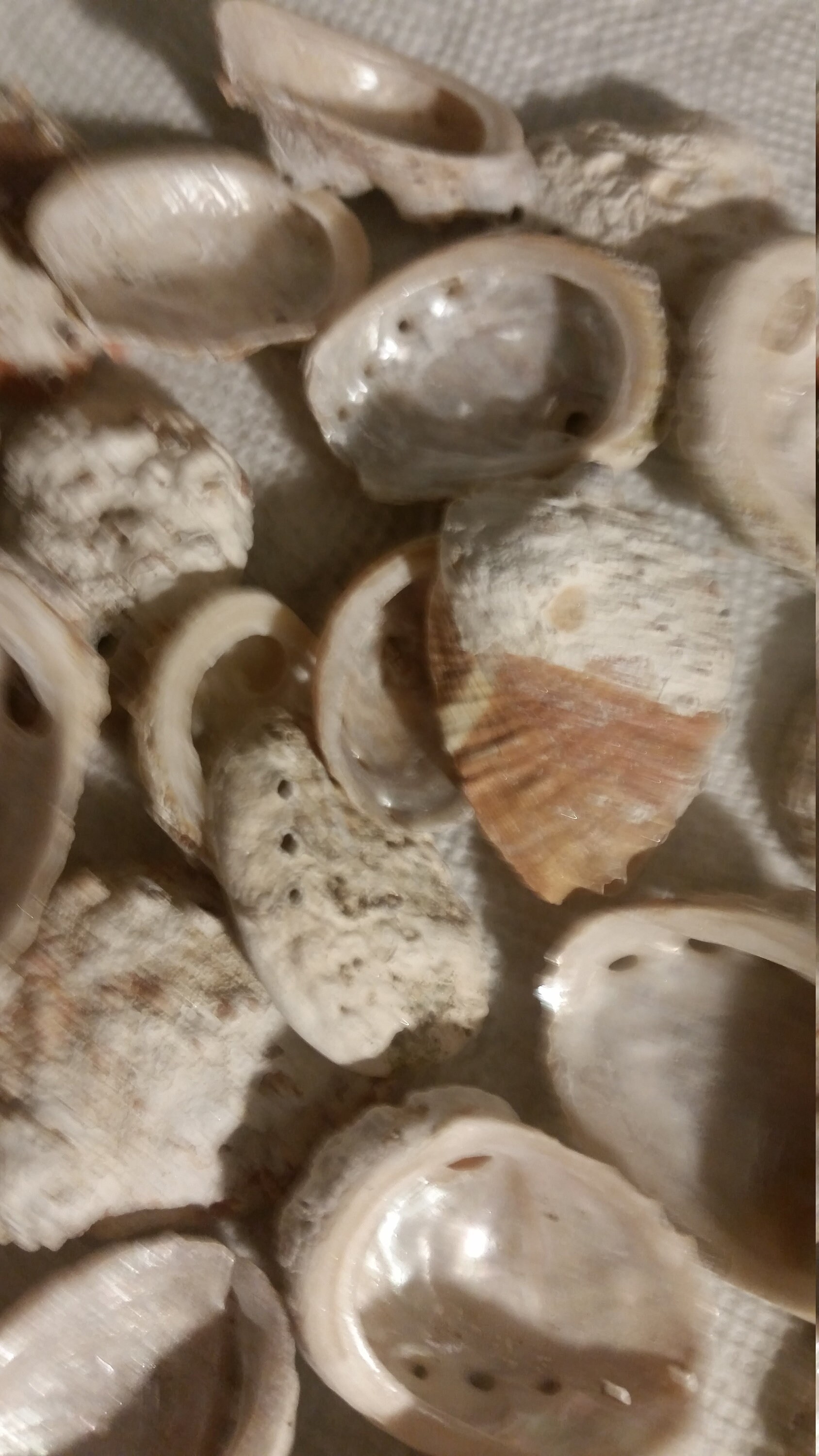 1 to 50 Pieces Donkey Ear Abalone Shells Second Quality Pearl - Etsy