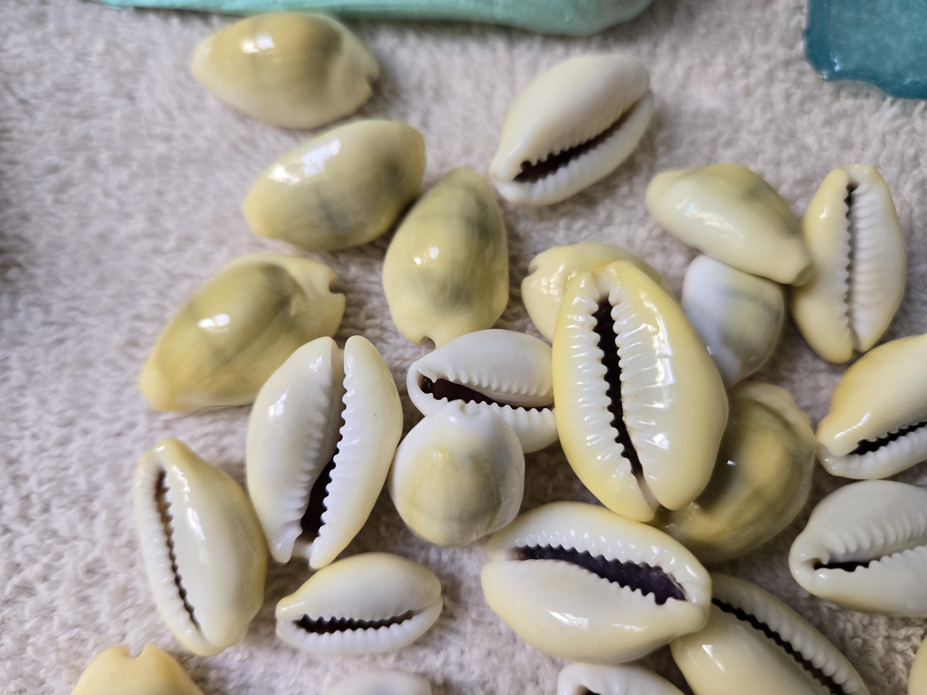 5 to 100 Pieces Cowry Open Back Shells Real Money Mula Cowrie Shell ...