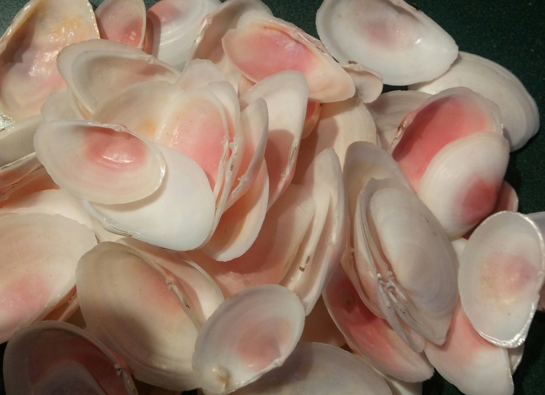 5 to 600 Pieces Rose Cups Shells Small Medium Oval Rose Cup Clam Cockle ...