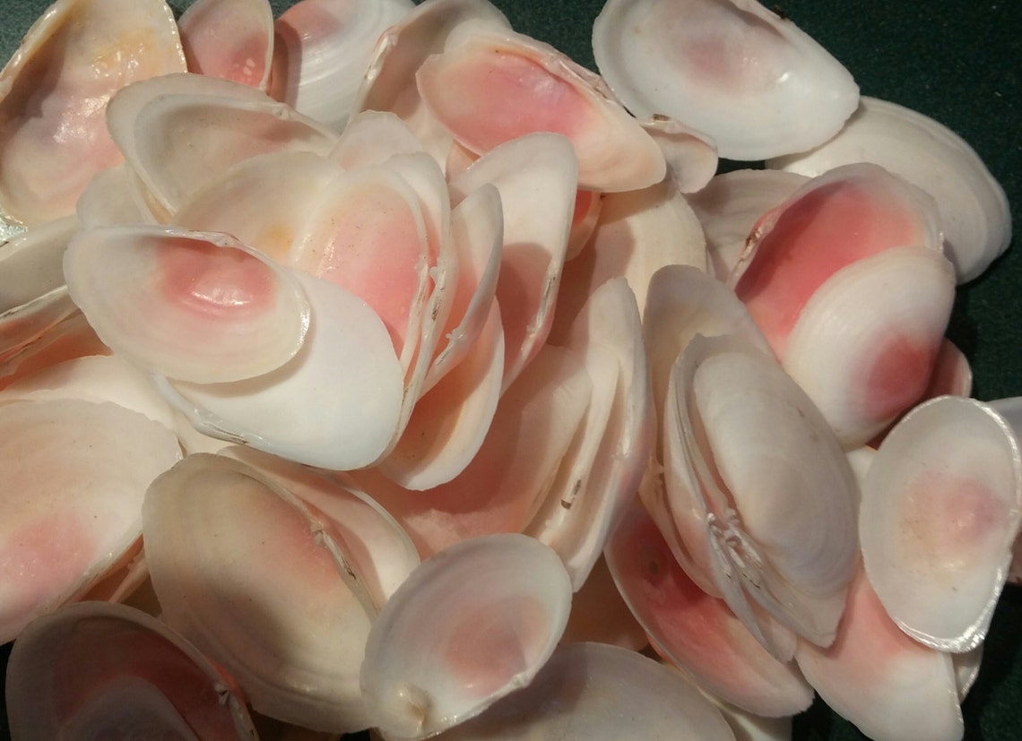 Rose Cups Shell 100 Pcs Small Medium Oval Rose Cup Clam Cockle - Etsy