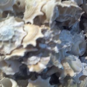 1 to 100 Astrea Calcar Turban Spurred Shells Natural Cream Silver Pearl ...