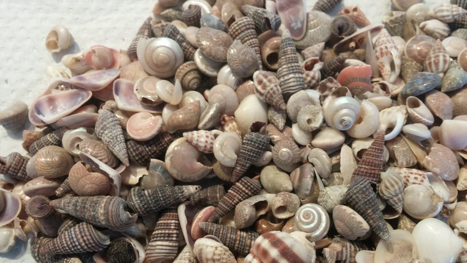 1 Oz to 12 Oz Tiny Indian Shells Mix Natural Earth Tones - Etsy