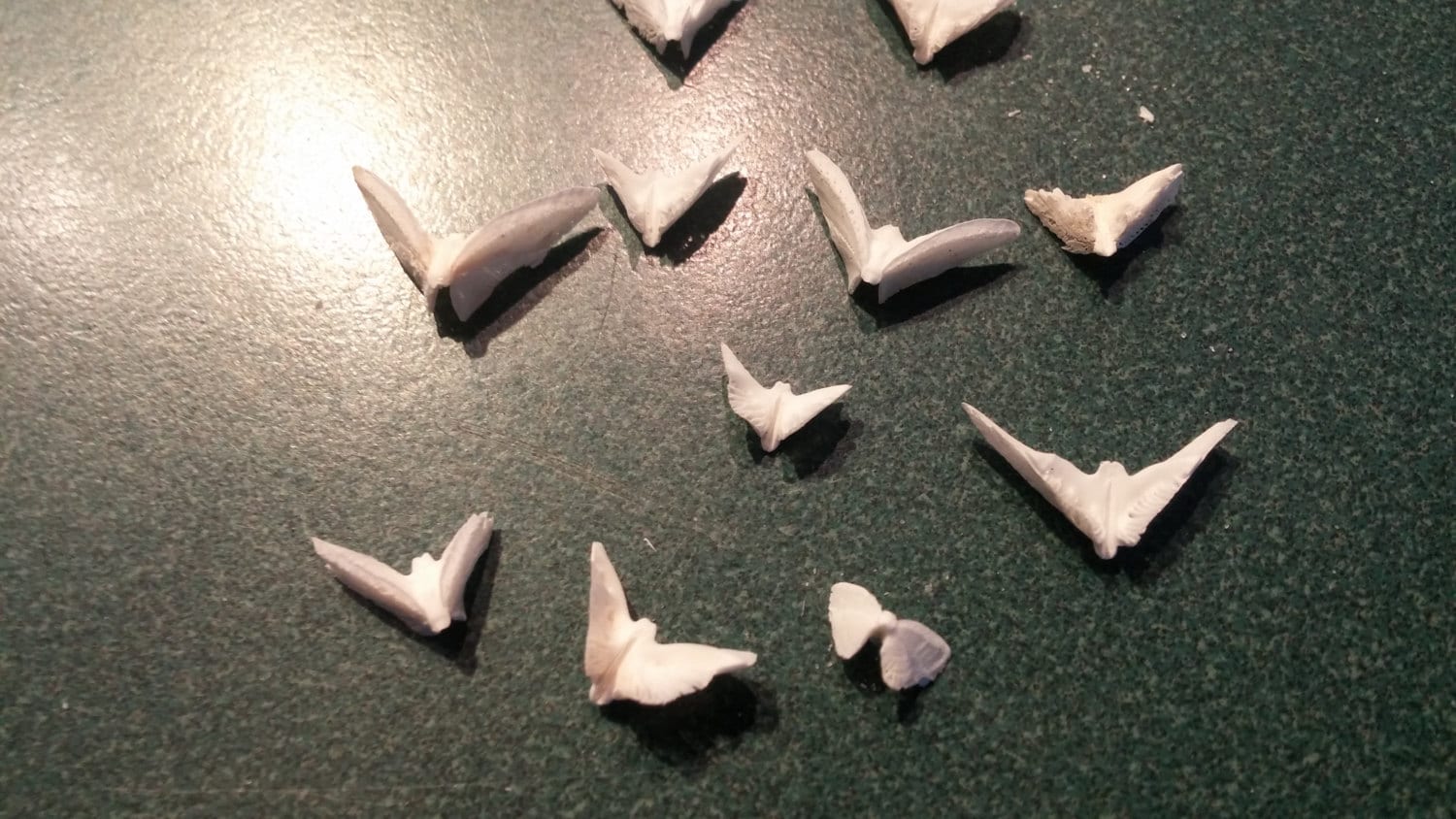 Sand Dollars Doves 1 to 200 Pieces White Tiny Treasures Craft Supplies ...