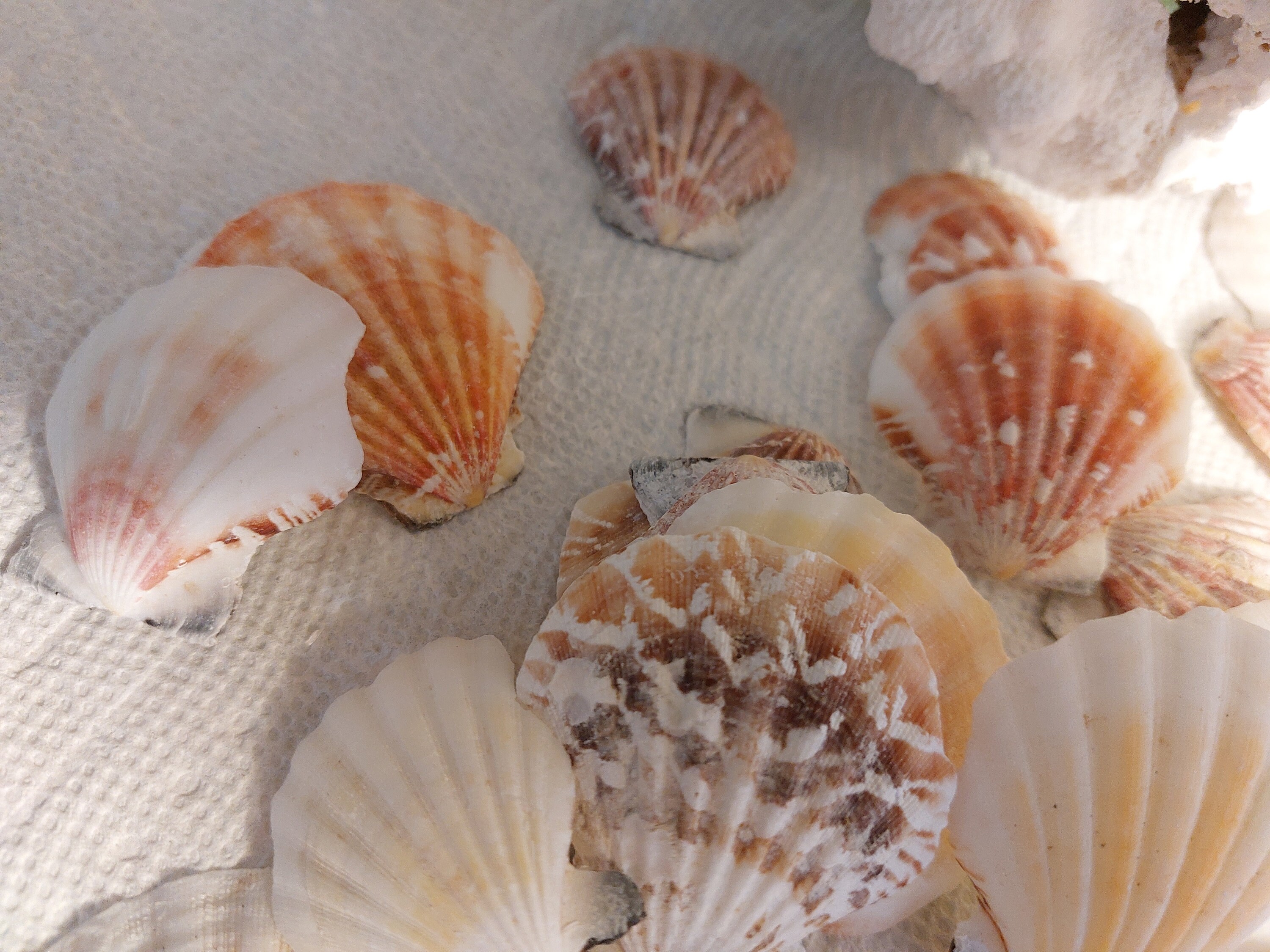Pecten Pectin Vexillum Pastel Scallop Shell 2nd Quality 5-100 Pcs Sea ...