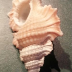 1 -100 Pcs Small Apolon Perca Maple Leaf Shells Bursa Seashell Beige ...