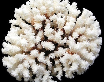 Coral-wood Cutout-ocean Plants and Coral Wood Decor-various Sizes-diy ...