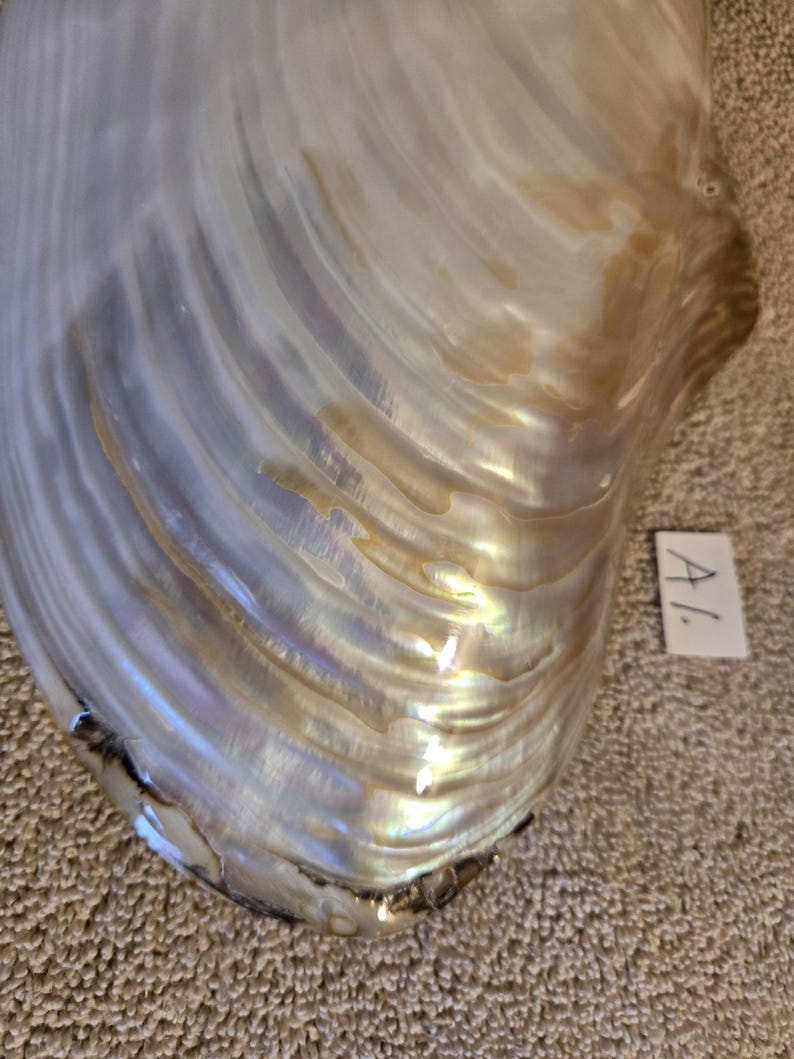 XL Mother of Pearl Mop Half Shell Clam Iridescent Extra Large Mother-of ...