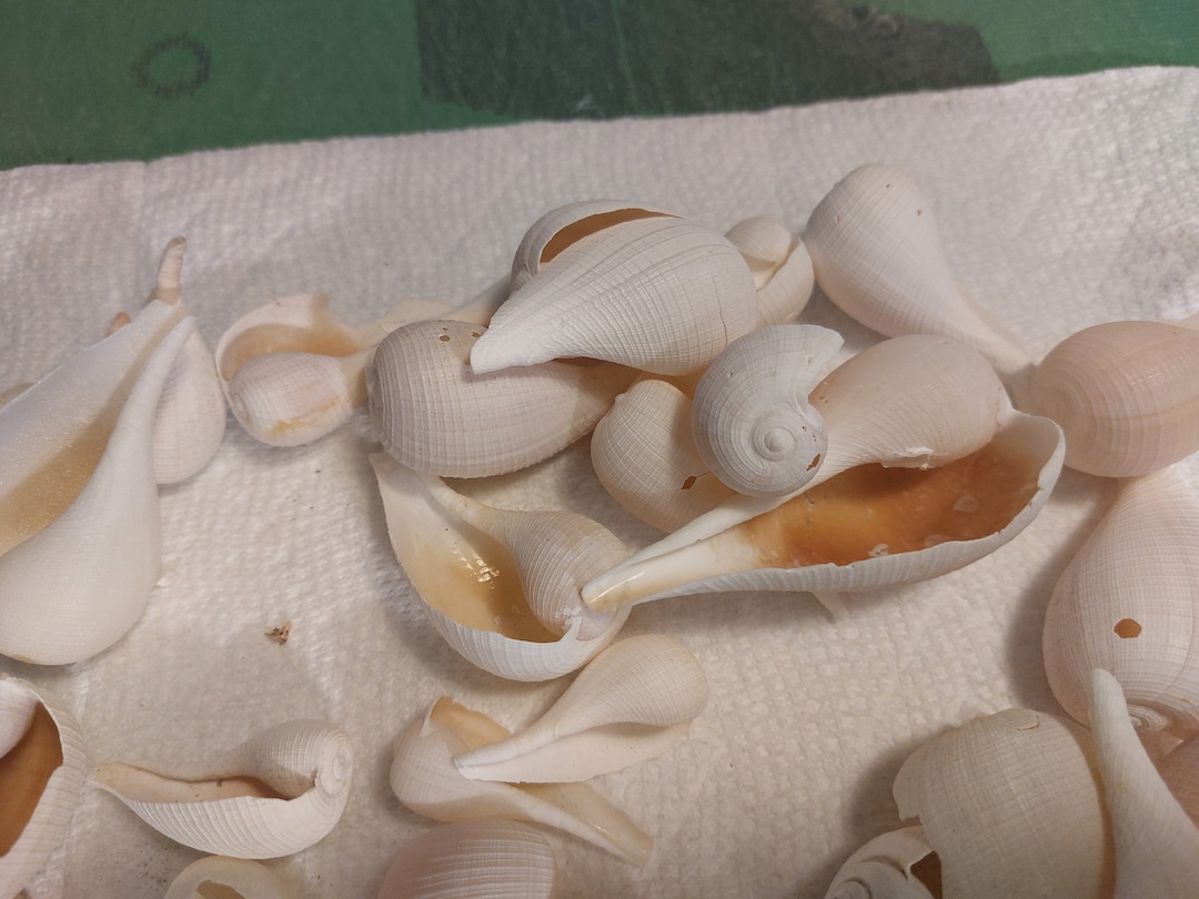 Pear Whelk Shells Busycon Contrarium 2nd Quality Seashell 1 to 15 Pcs 2 ...