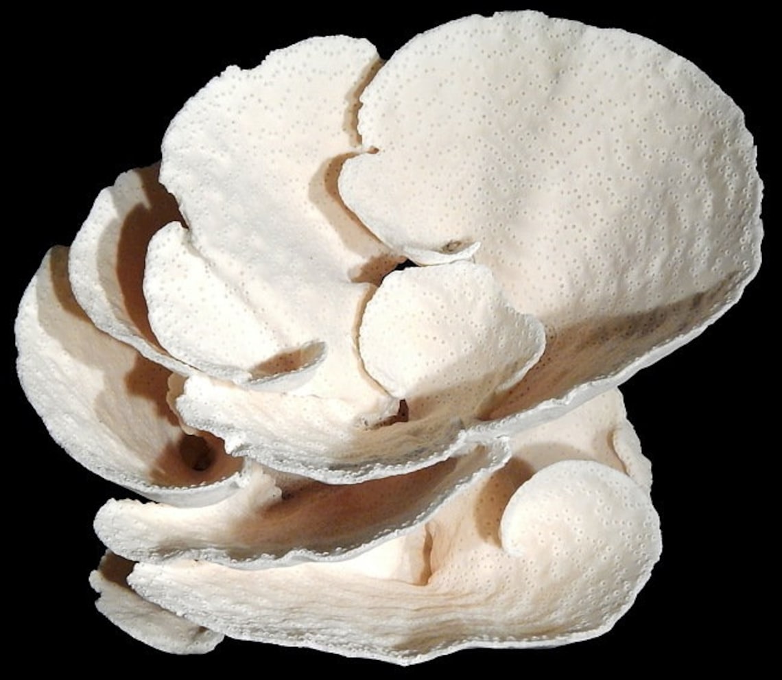 Real Reef CUP Coral Exotic Coral Natural Approx 6 to 9 "and 9 to 11 ...