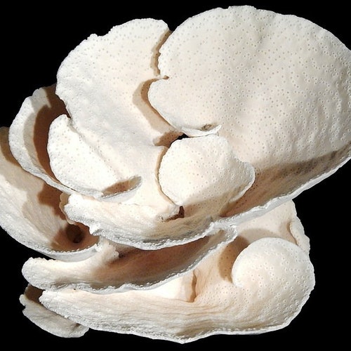 Real Reef CUP Coral Exotic Coral Natural Approx 6 to 9 | Etsy