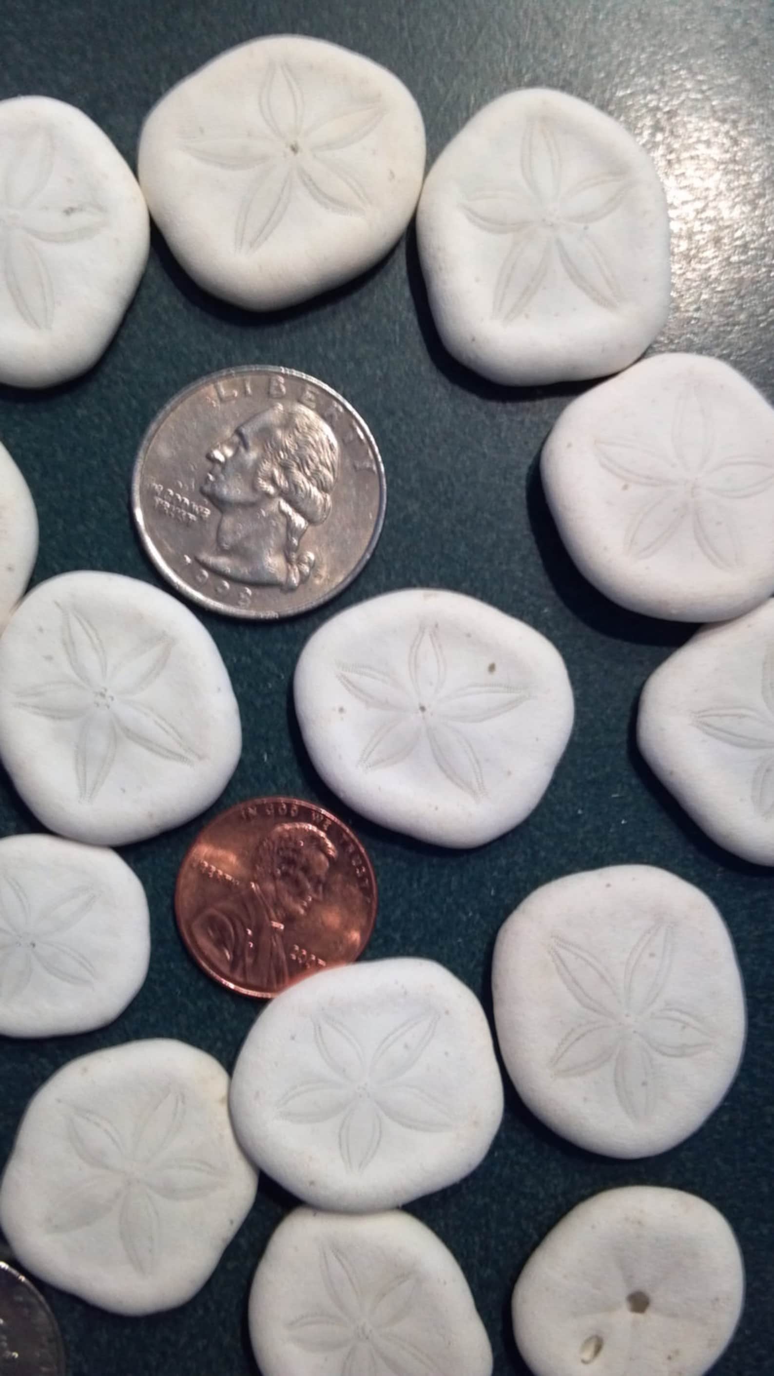 100 White Cookies Sea Biscuits Small Cookies Nautical Beach | Etsy