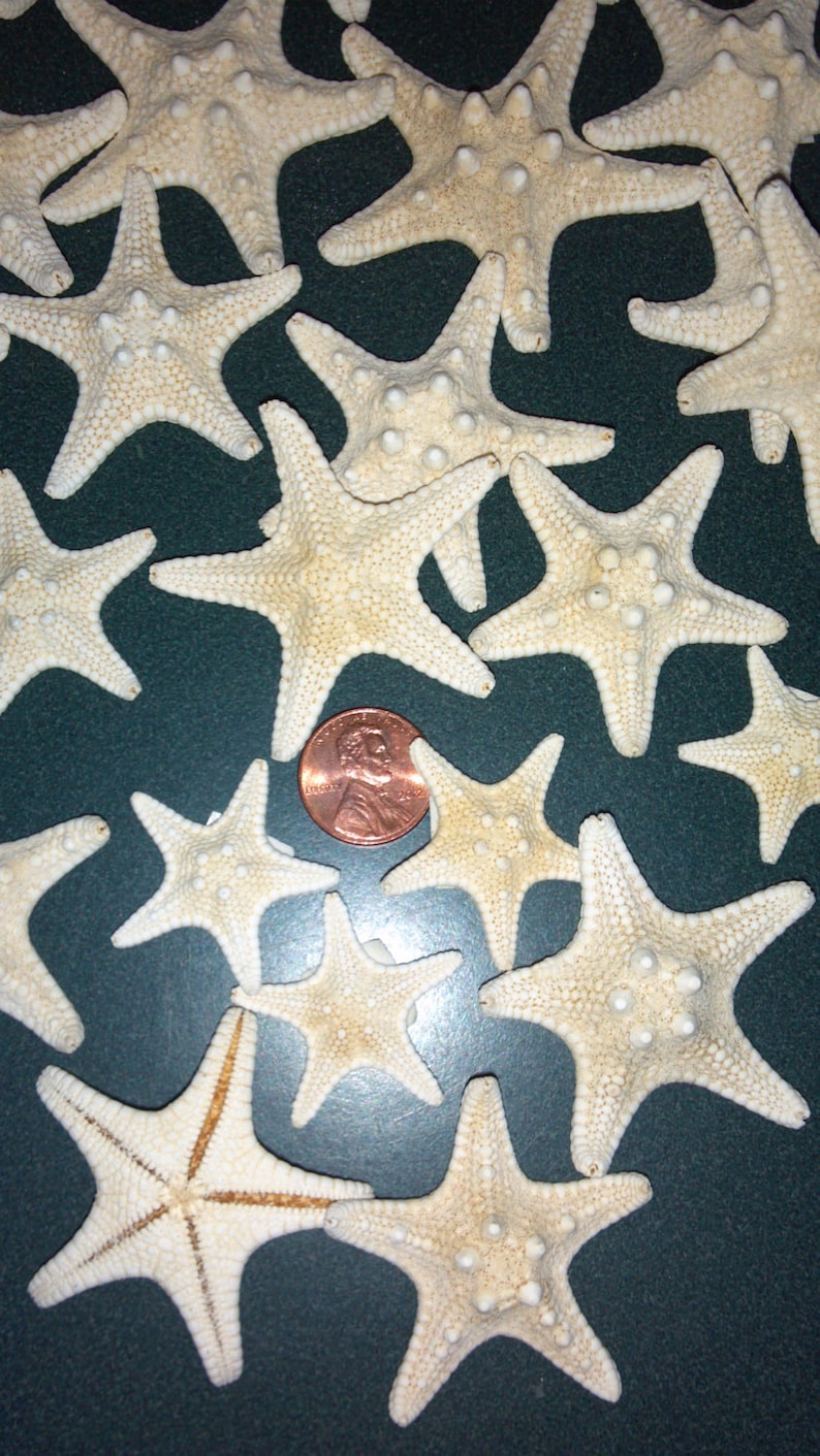 Mini Knobby Starfish 1-2.5" Tiny White 1 to 50 Pcs Starfish Sugar ...