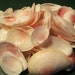Rose Cups Shell 100 Pcs Small Medium Oval Rose Cup Clam Cockle Shell 1/ ...