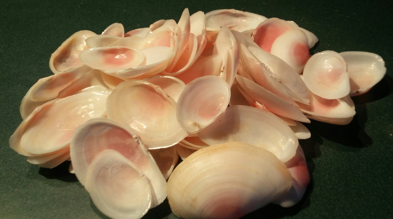 Rose Cups Shell 100 Pcs Small Medium Oval Rose Cup Clam Cockle - Etsy