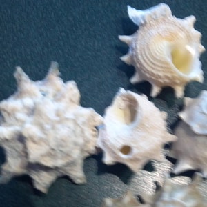 1 to 100 Astrea Calcar Turban Spurred Shells Natural Cream Silver Pearl ...