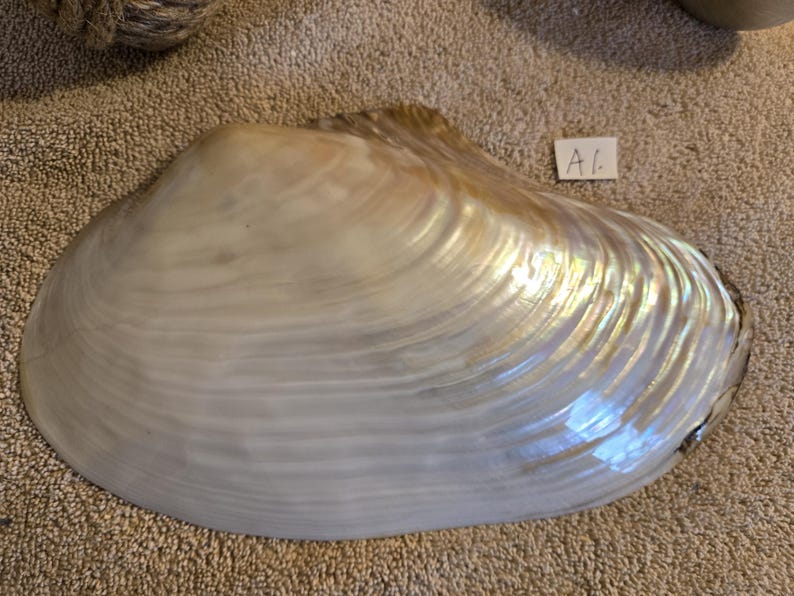 XL Mother of Pearl Mop Half Shell Clam Iridescent Extra Large Mother-of ...