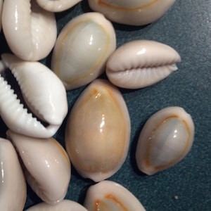 5 to 100 Pieces Clearance Sale Open Back Shells Real Ring Tops Cowrie ...