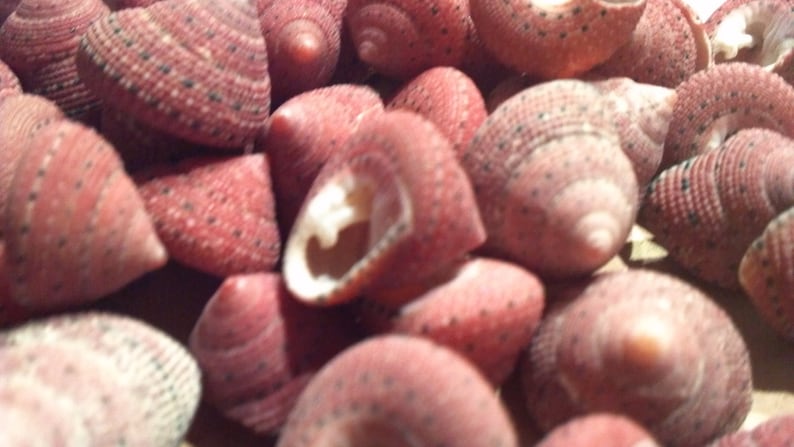 Strawberry Top Snail Shells Seashell Red 1/2 .5 to - Etsy