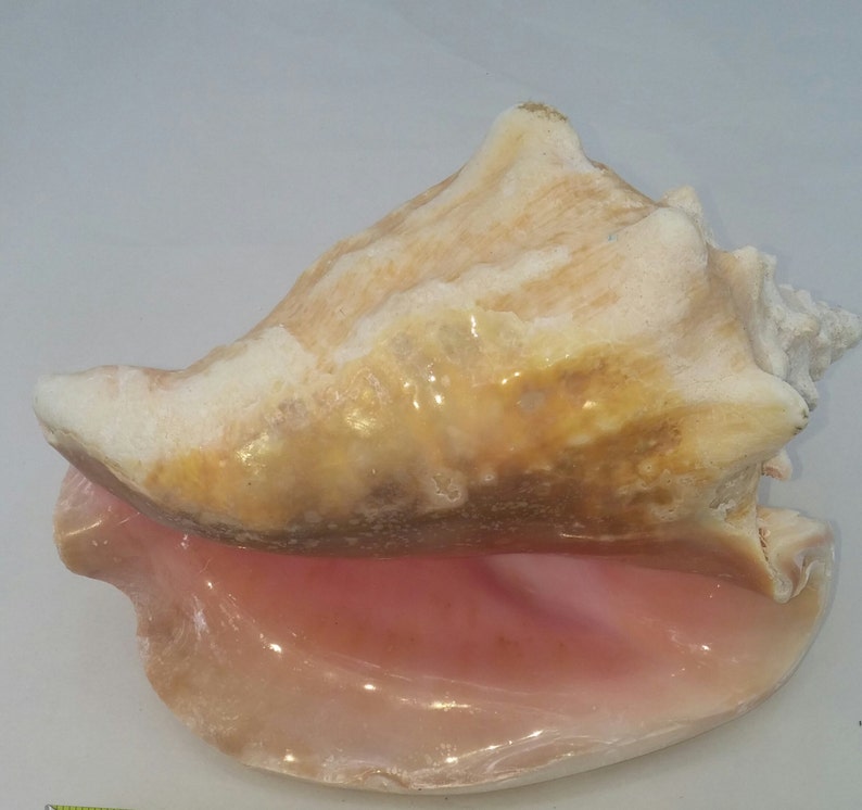 Large Conch Shell Sale 6 1/4 to 10 2nd Quality Pink | Etsy