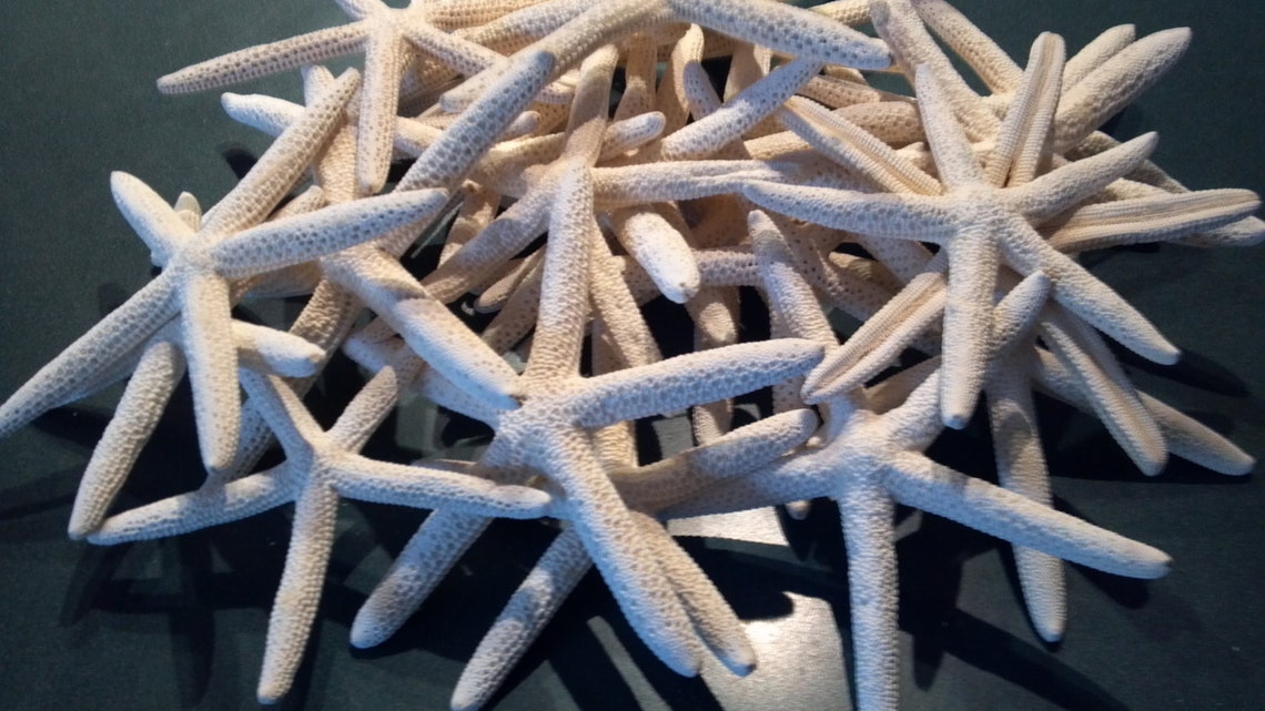 White Finger Starfish 20 5 Inch Finger Starfish Natural - Etsy