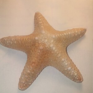 Real Jungle Mud Starfish Orange Brown Amber Color One 1 Pcs 2 to 3 1/2 ...