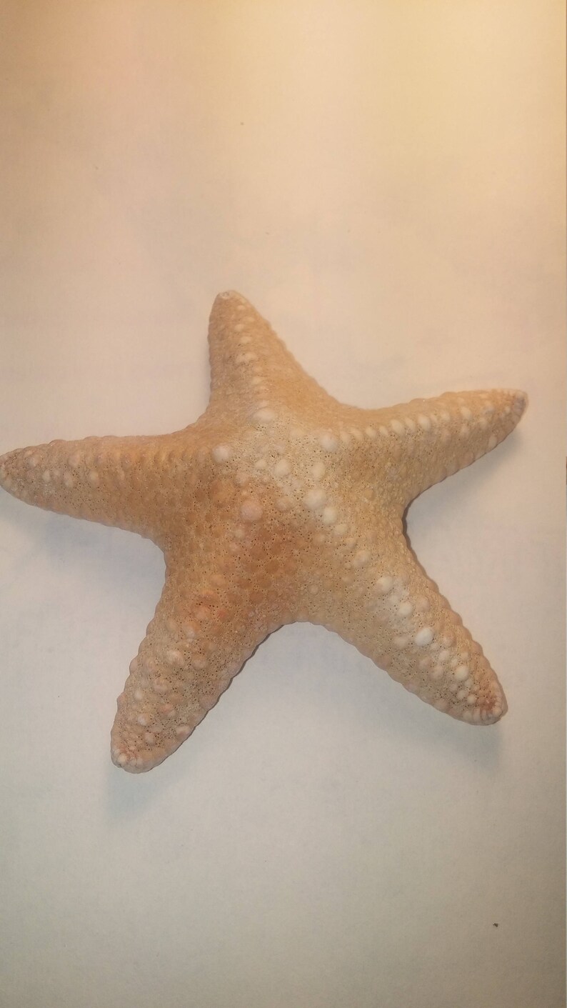 Real Jungle Mud Starfish Orange Brown Amber Color 3 Pcs 2 to 3 - Etsy