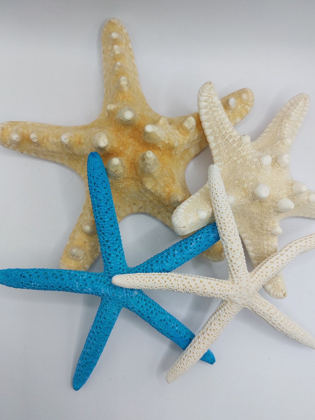 4 Pcs Mixed Starfish Collection Mud Starfish off White and Brown and ...