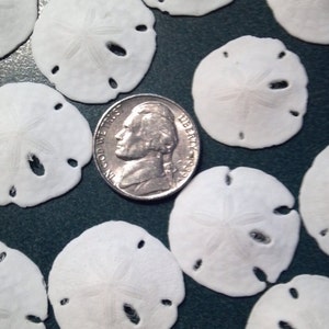 5 to 500 Tiny Small Sand Dollars White 17/32- 1/2"to 1 1/8-1 1/4" Tiny ...