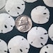 5 to 500 Tiny Small Sand Dollars White 17/32- 1/2"to 1 1/8-1 1/4" Tiny ...