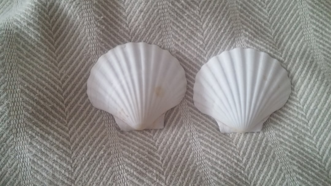 Irish Baking Shells Ibs Pecten Pectin Scallop 12 Piece 3 to 4 1/2 ...