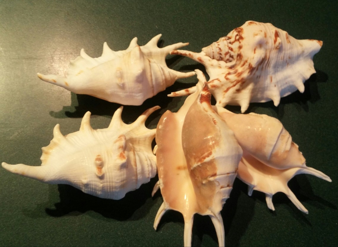 1 to 6 Pieces Spiny Conch Murex Seashells Shells 3 to 4 1/4" Inch (8 to ...