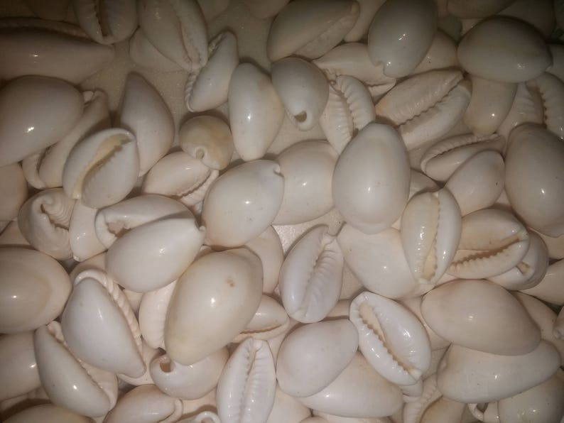 3 Upto 100 Tiny Small Cowrie Shells White Cowries Cypraea Annulus Open ...