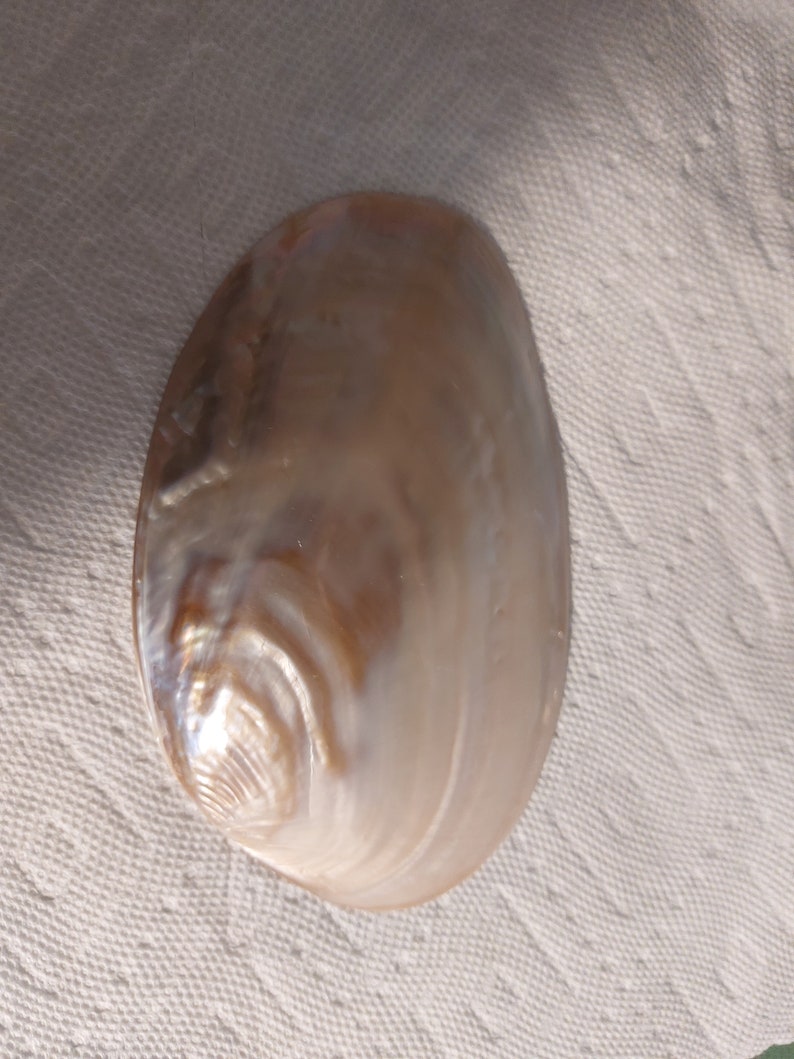 XL Mother of Pearl Mop Half Shell Clam Iridescent Extra Large Mother-of ...