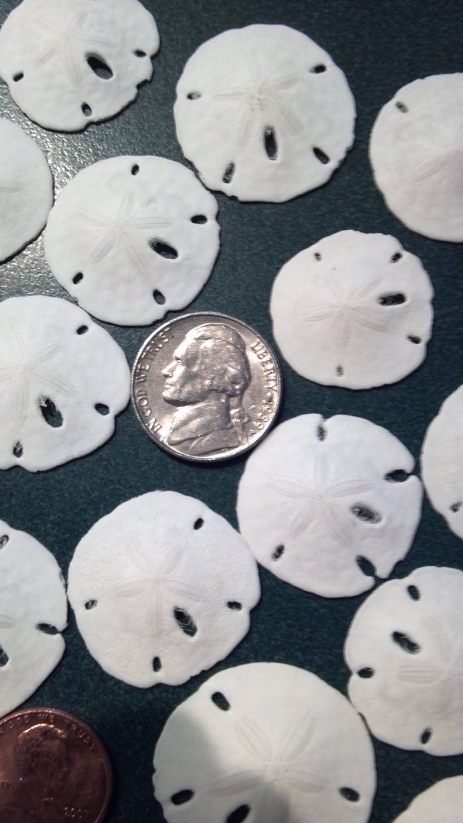 5 to 500 Tiny Small Sand Dollars White 17/32- 1/2"to 1 1/8-1 1/4" Tiny ...